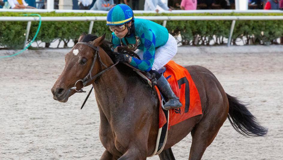 10 Most Expensive Horses Ever Sold