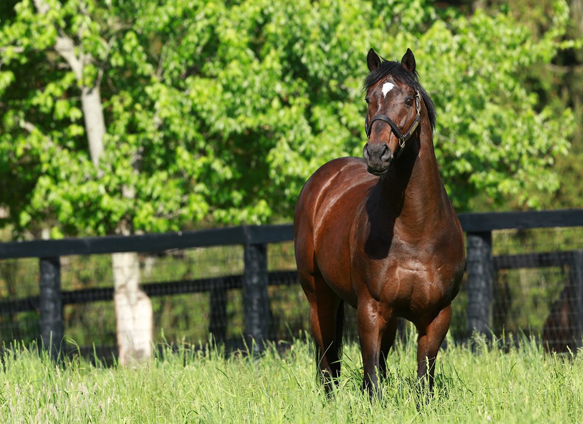 10 Most Expensive Horses Ever Sold