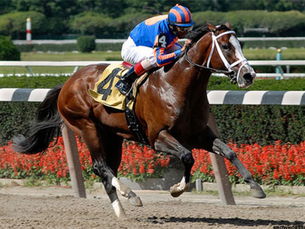 10 Most Expensive Horses Ever Sold